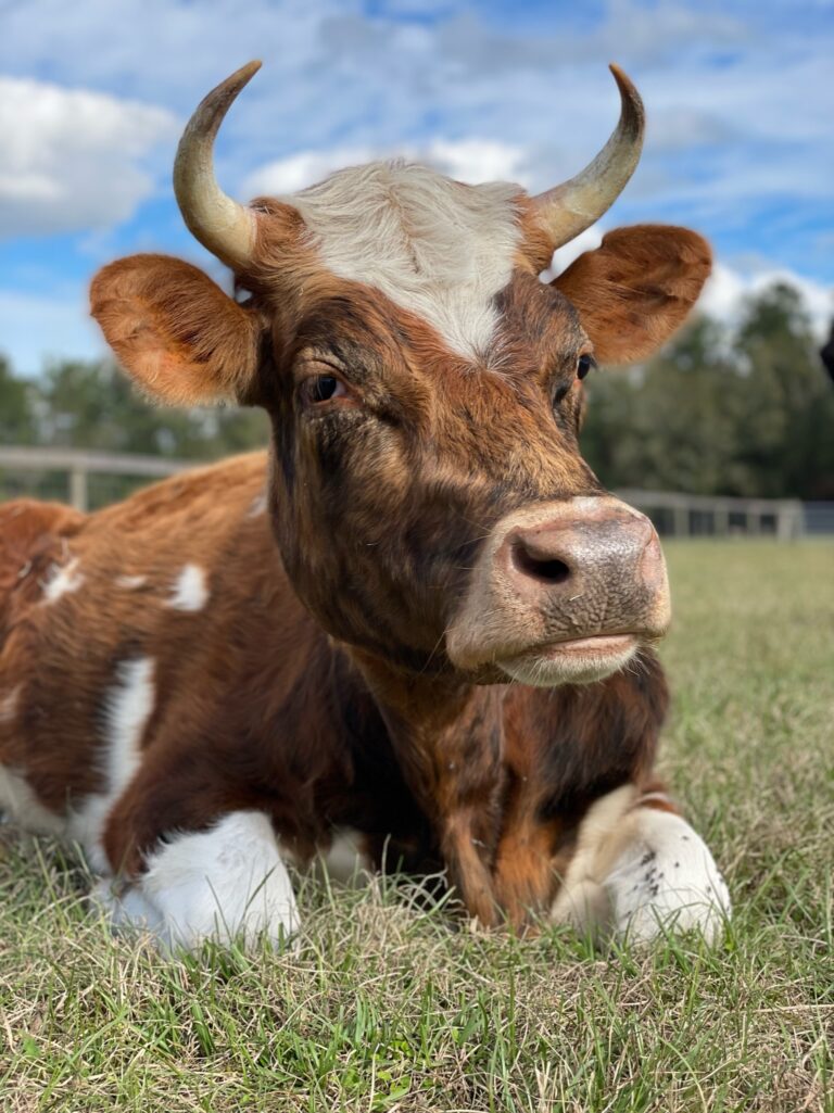 Critter Creek – Critter Creek Farm Sanctuary
